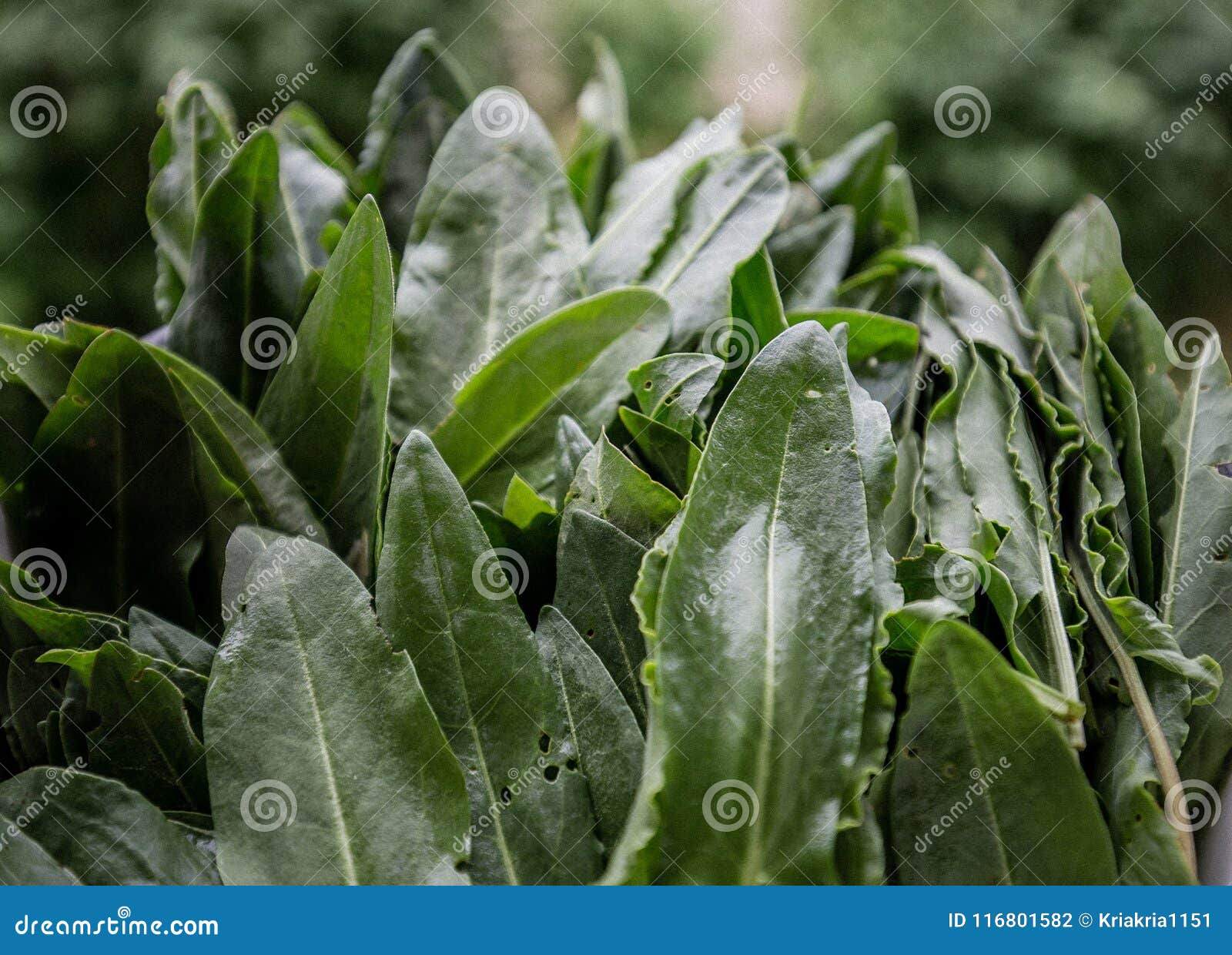 A Azeda Comum Cresce No Prado Achado Simples Foto de Stock - Imagem de ...