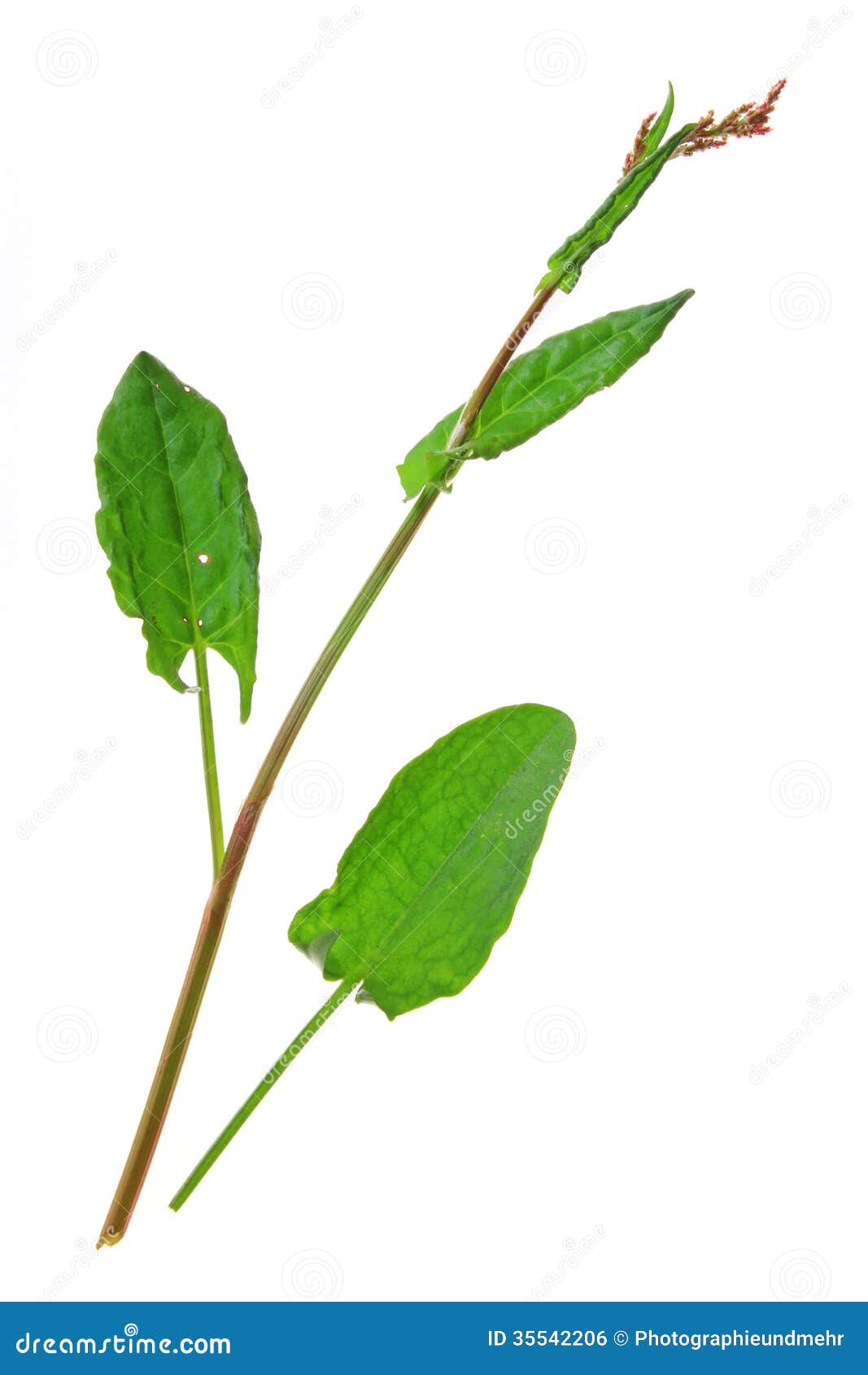Azeda De Jardim (acetosa Do Rumex) Foto de Stock - Imagem de branco ...