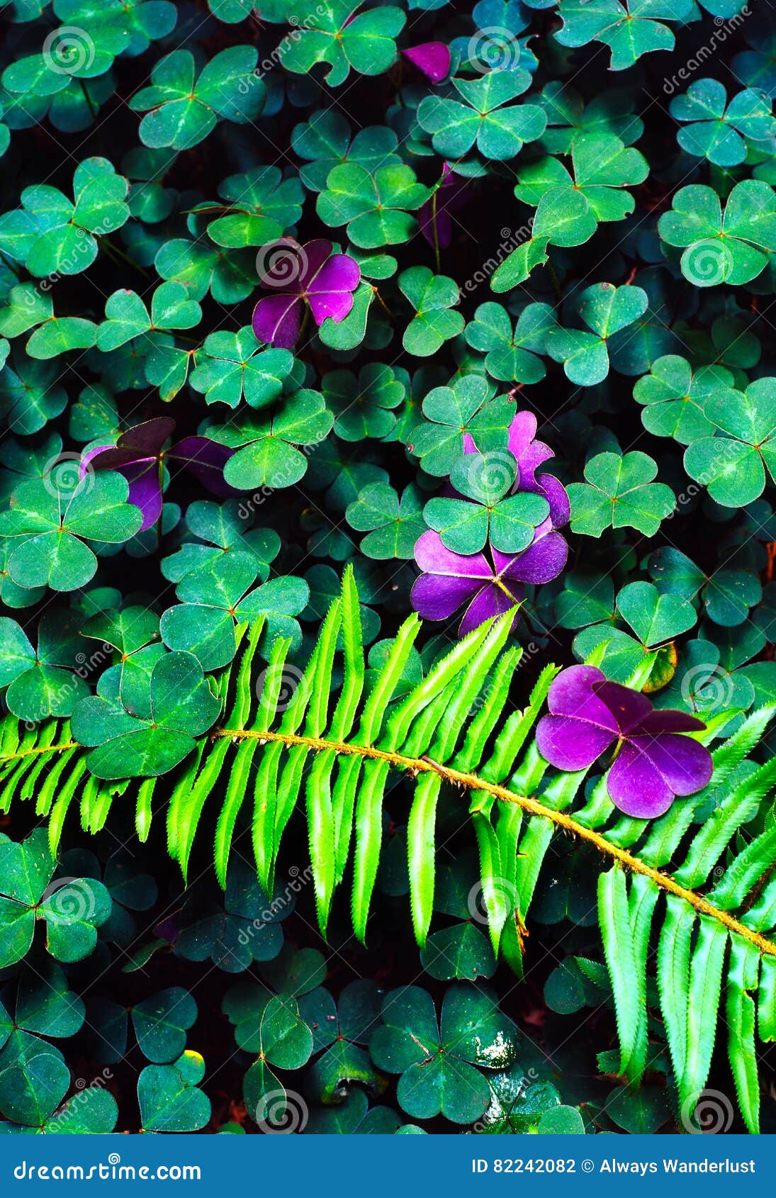 Azedas E Samambaia Da Sequoia Vermelha Foto de Stock - Imagem de fresco ...