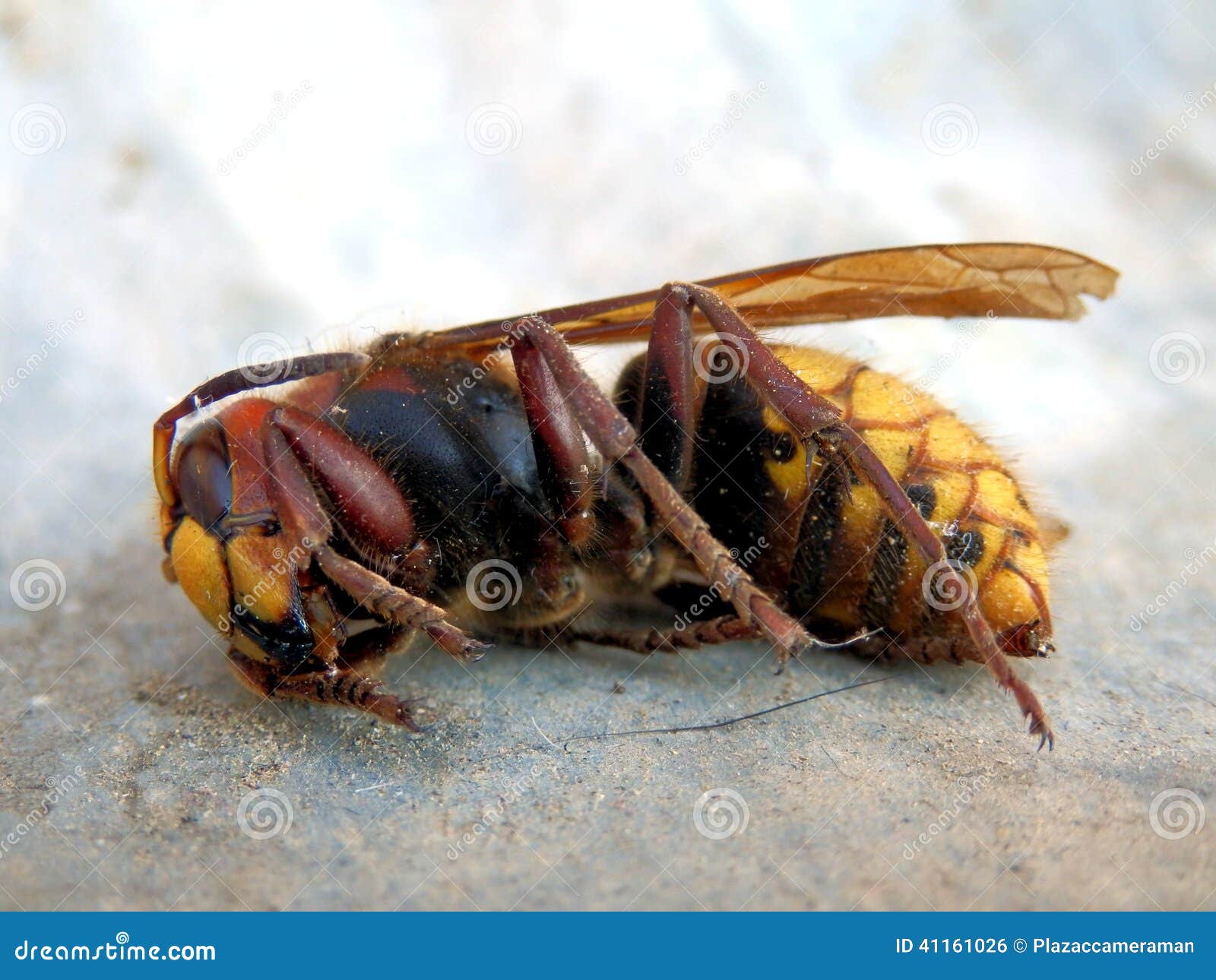 Aziatische Horzel stock foto. Image of insect, gevaarlijk - 41161026