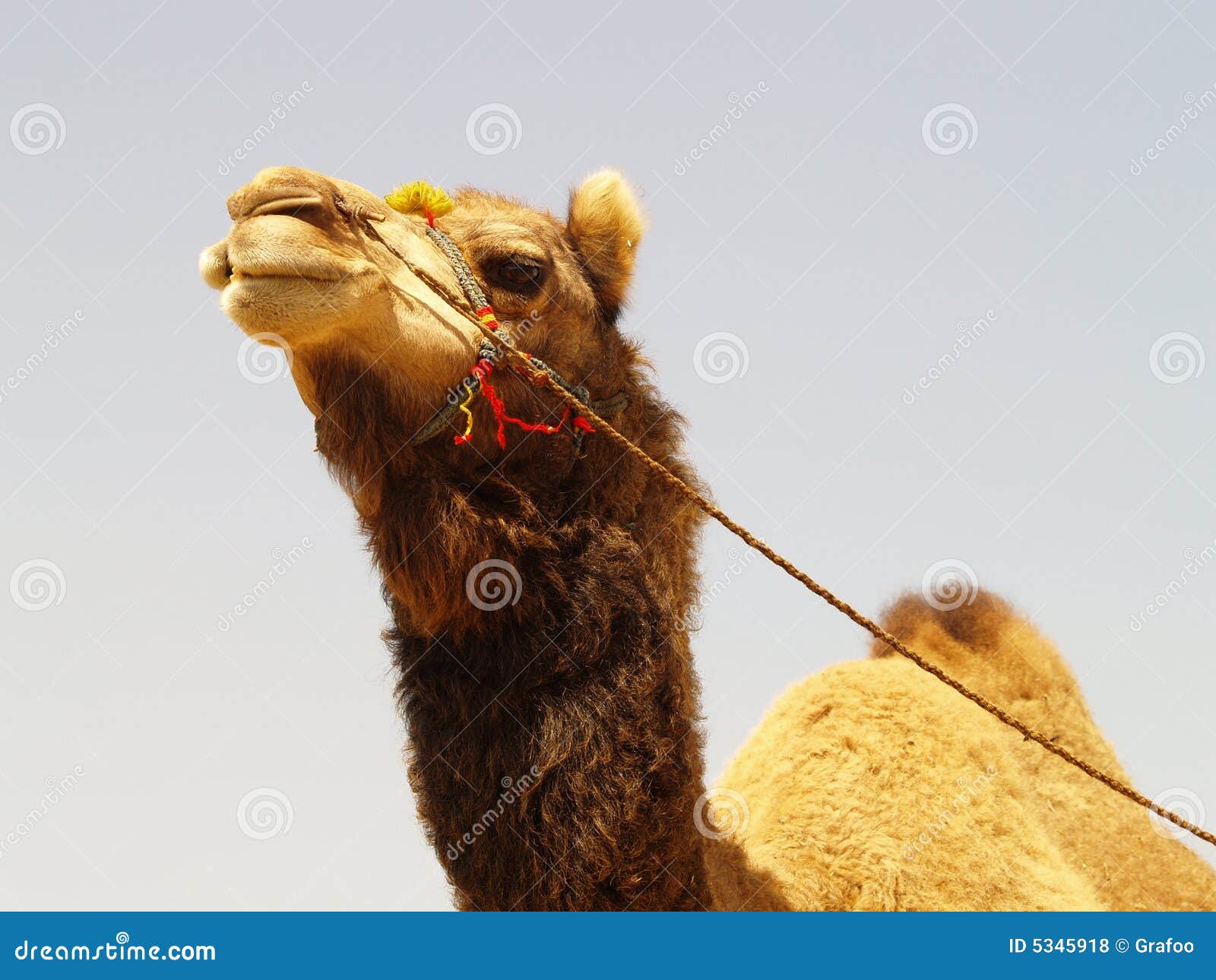 Aziatische kameel stock foto. Image of woestijn, zoogdier - 5345918