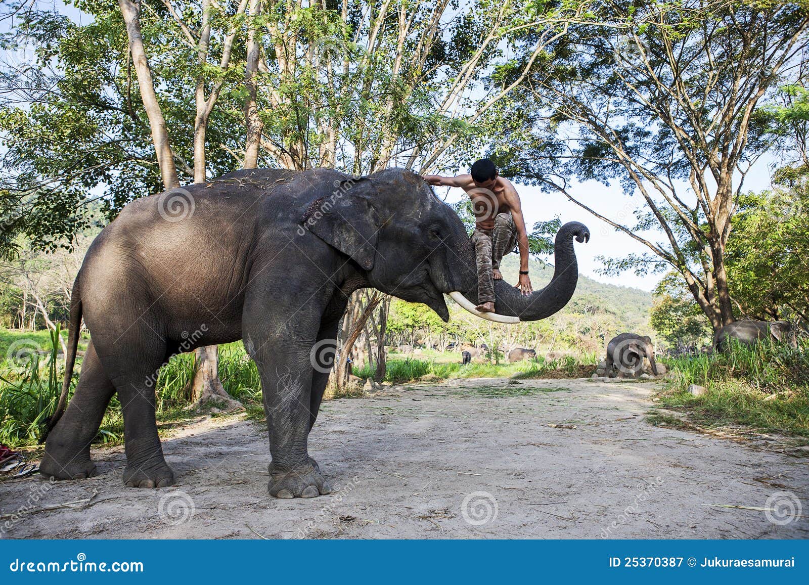 Aziatische Olifant En De Man Redactionele Fotografie - Image of ...