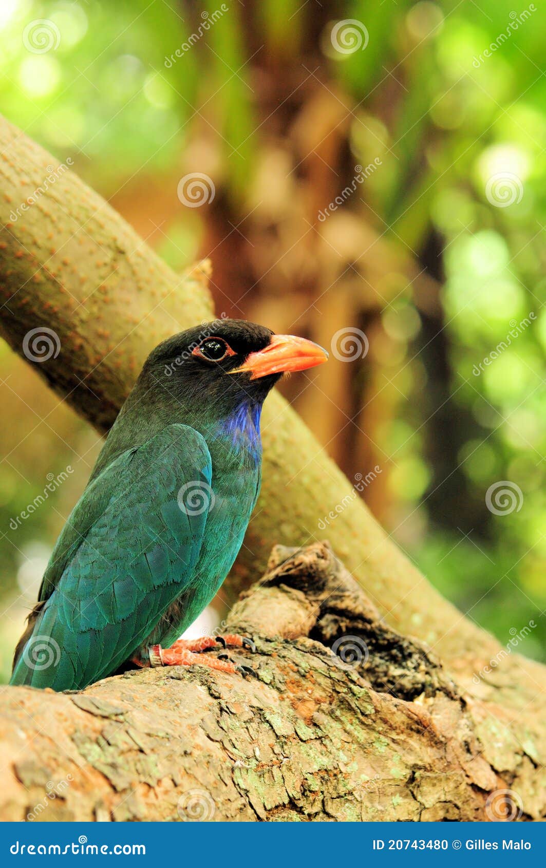 Aziatische Vogel stock foto. Image of aziaten, dierentuin - 20743480