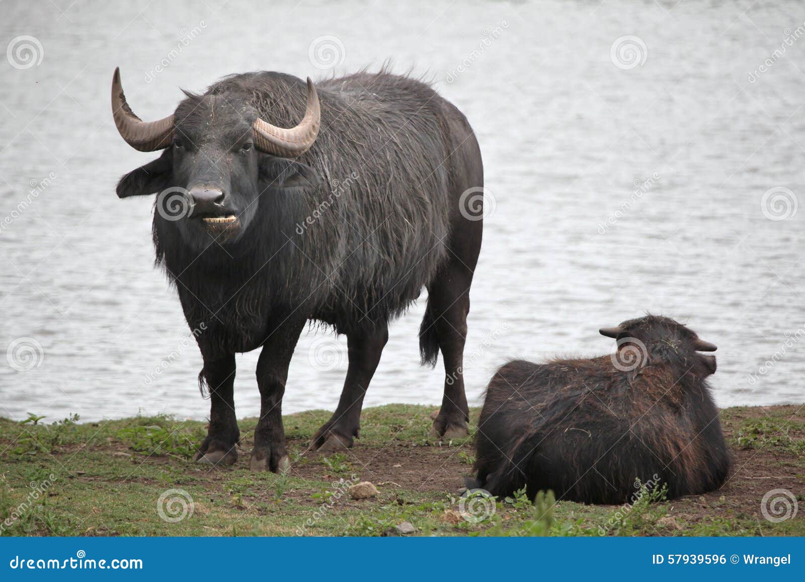 Aziatische Waterbuffel (Bubalus-bubalis) Stock Foto - Image of ...