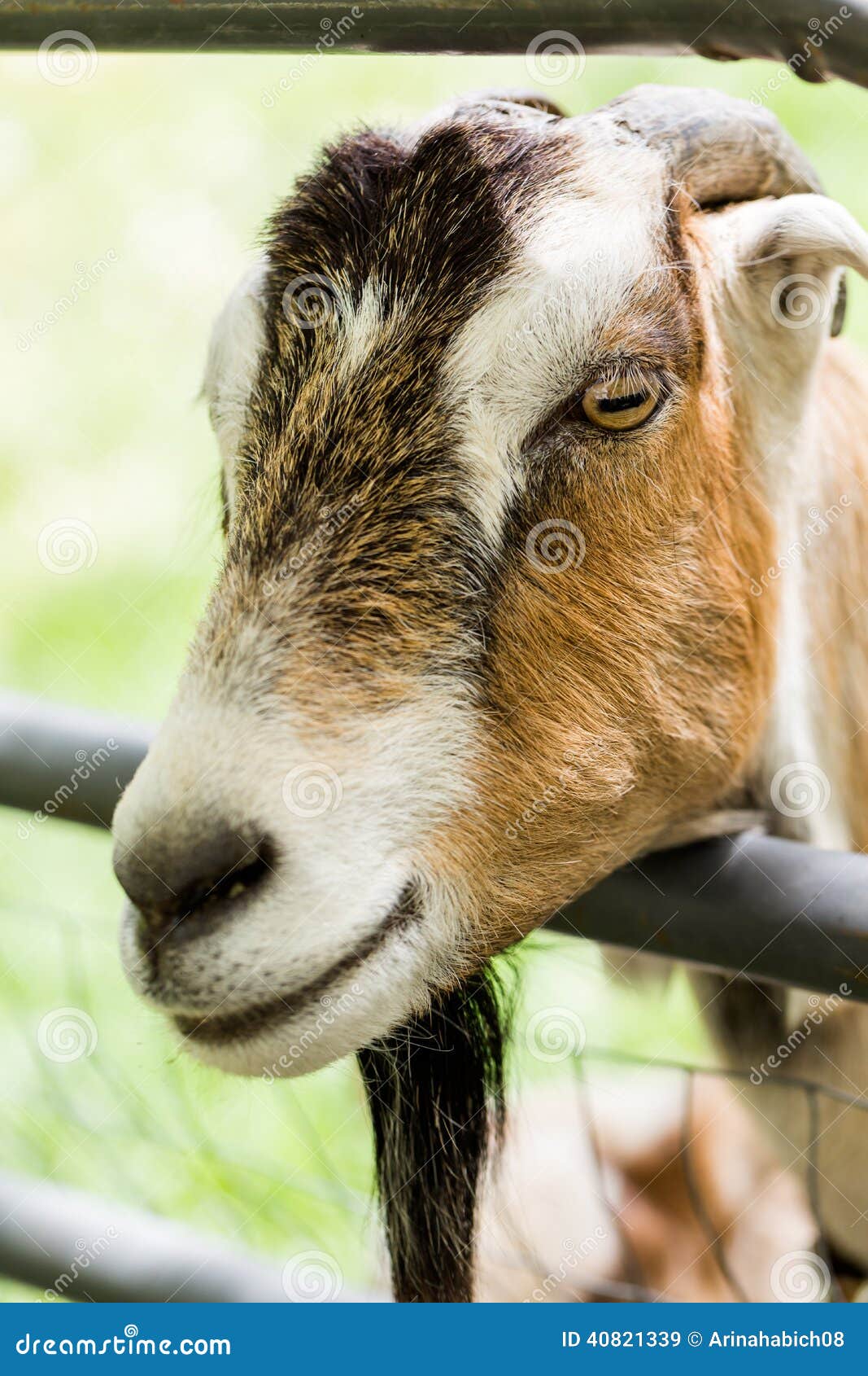 Azienda Agricola Della Capra Immagine Stock - Immagine di capra, pecore ...