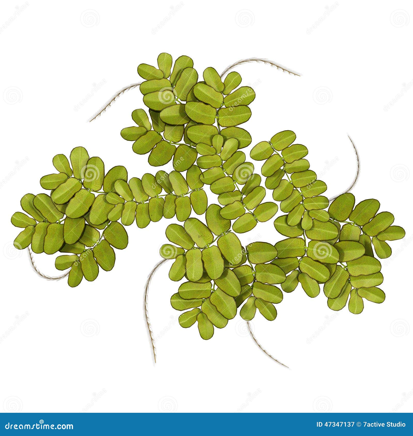 Azolla illustration stock. Illustration du nature, asiatique - 47347137