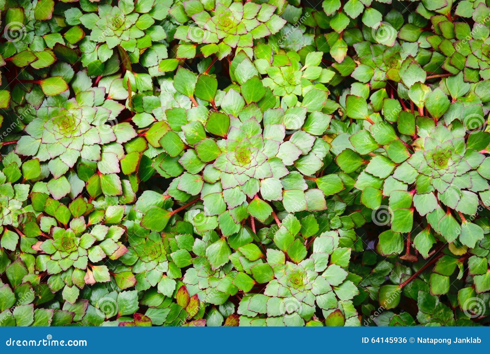 Azolla photo stock. Image du freshwater, mineur, central - 64145936