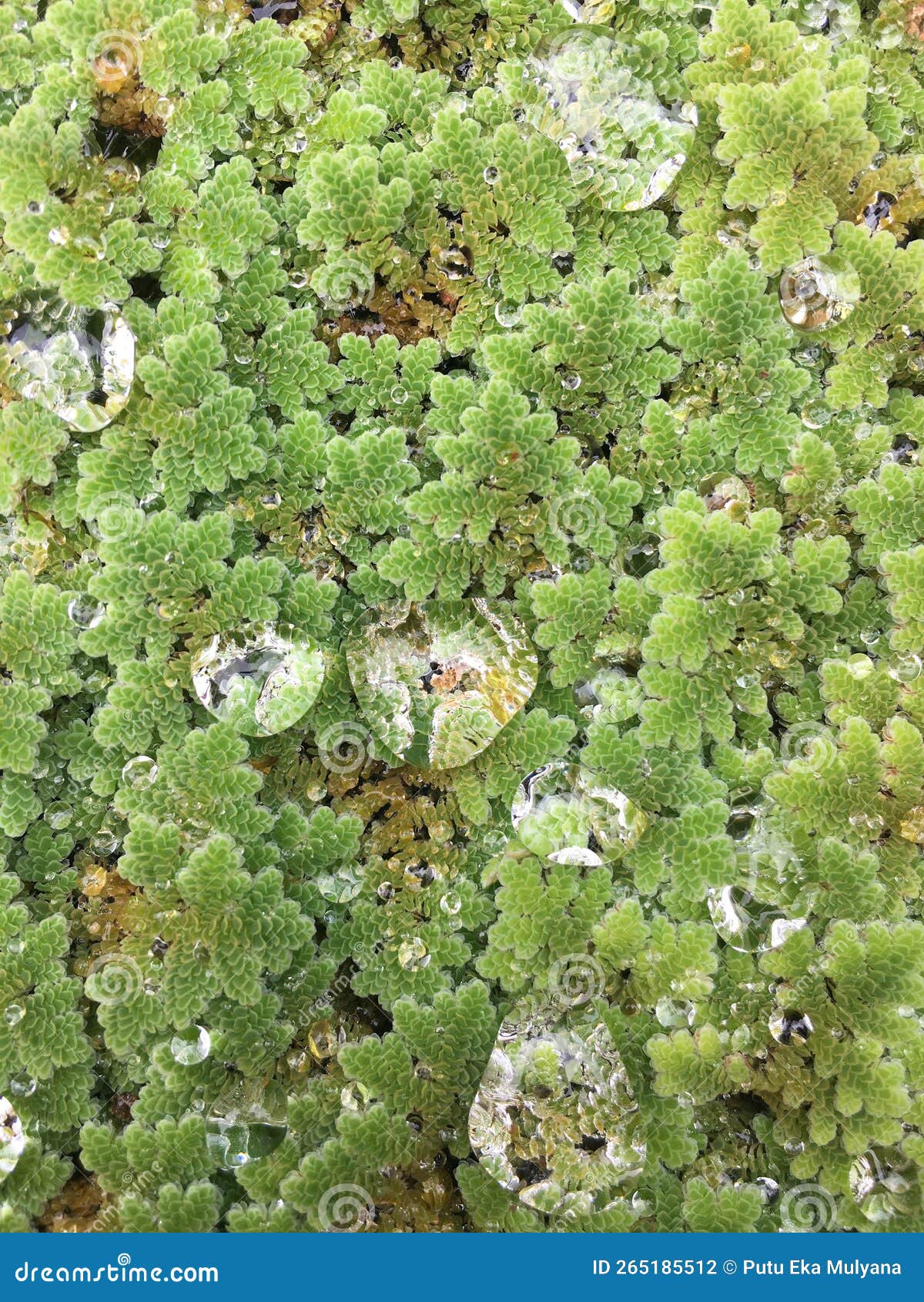 Azolla Filiculoides Stock Photos - Free & Royalty-Free Stock Photos ...