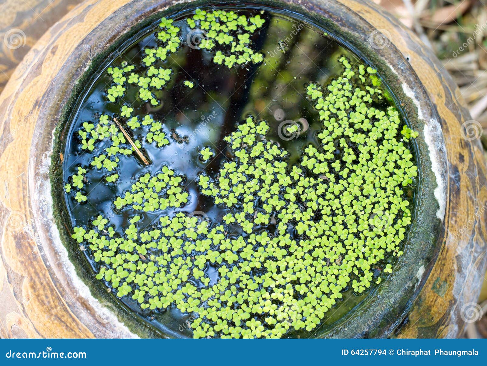 Azolla On Water Surface Stock Photography | CartoonDealer.com #58375352
