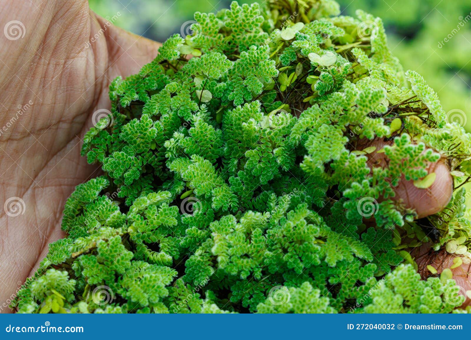 Azolla microphylla stock photo. Image of growth, manure - 272040032
