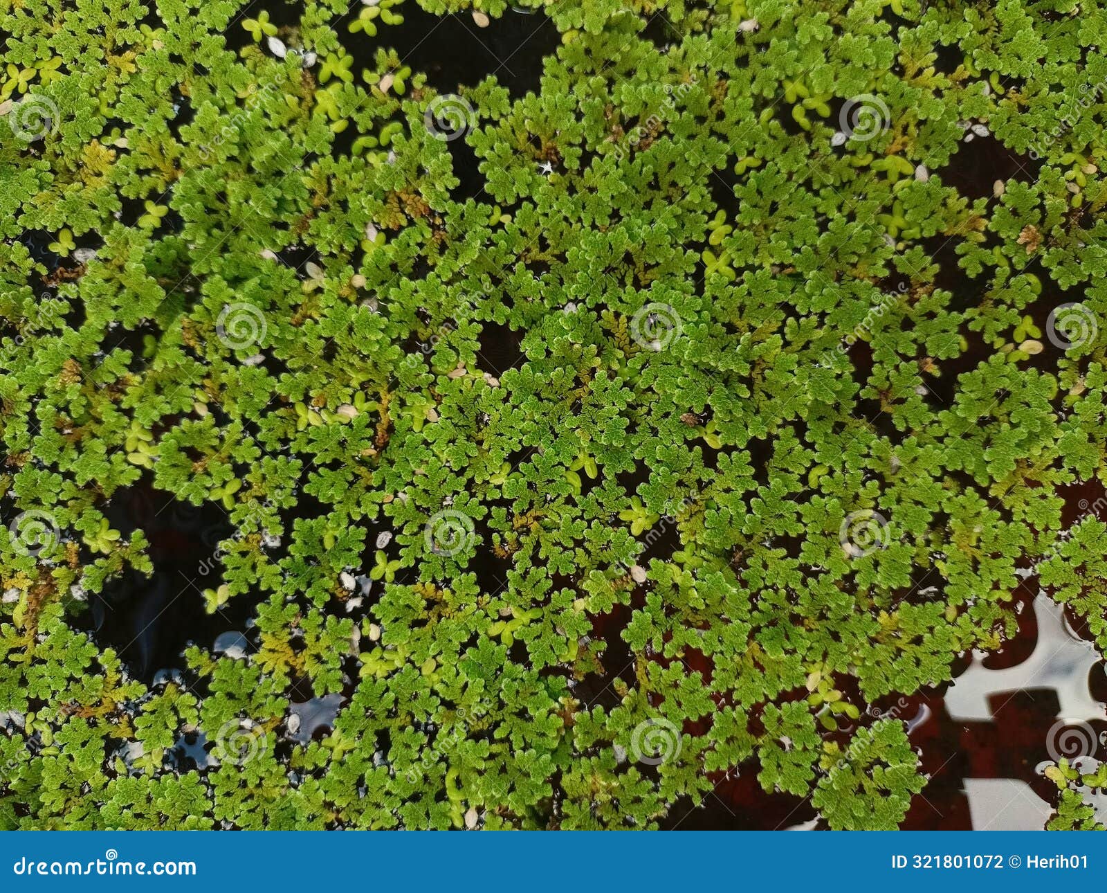 Azolla stock photo. Image of azollamicrophylla, plantwater - 321801072
