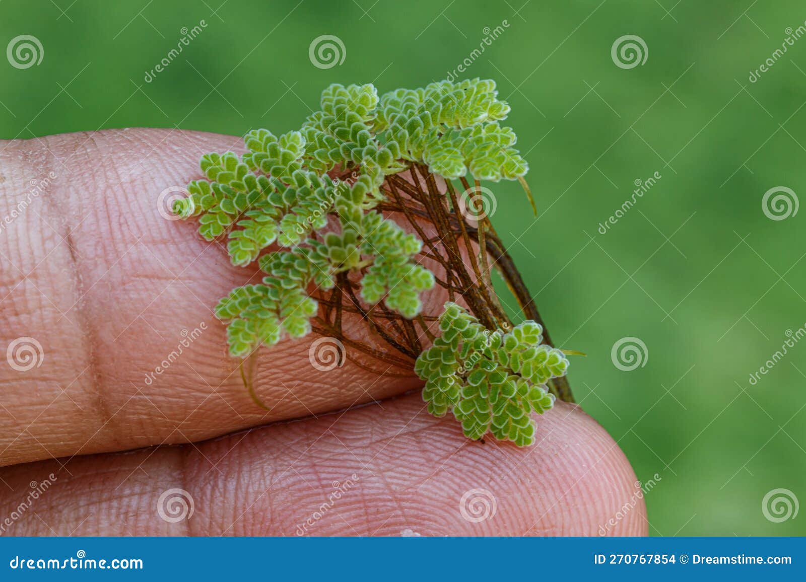 Azolla microphylla . stock photo. Image of background - 270767854