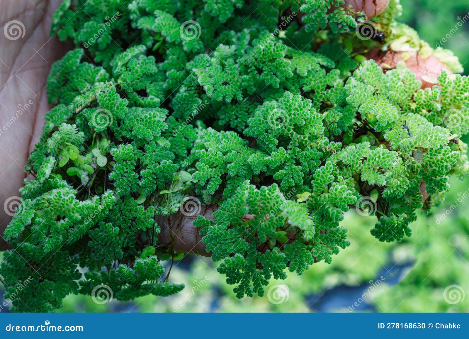 Azolla microphylla stock photo. Image of compost, farm - 278168630