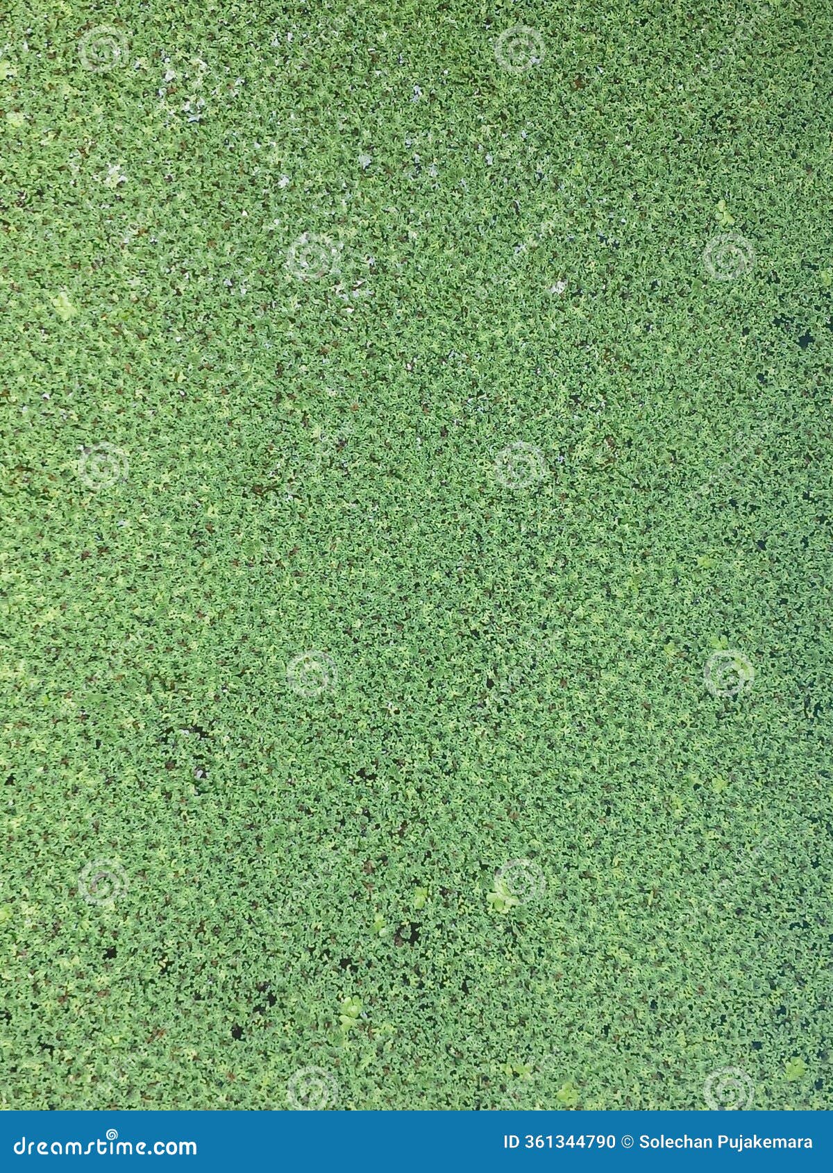 Azolla Plants Live in Water Stock Photo - Image of fern, macronutrients ...