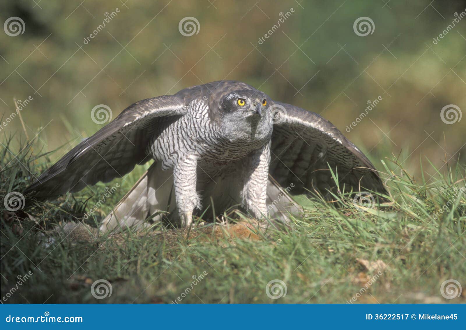 Azor, Gentilis Del Accipiter Imagen de archivo - Imagen de chapucero ...