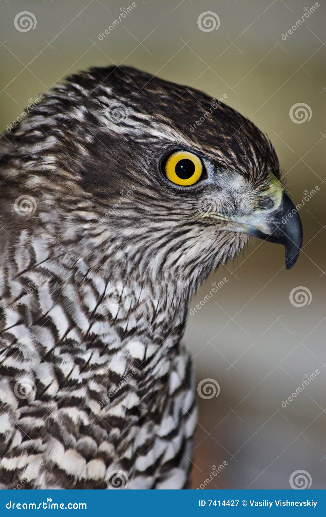 Azor norteño imagen de archivo. Imagen de animal, salvaje - 7414427