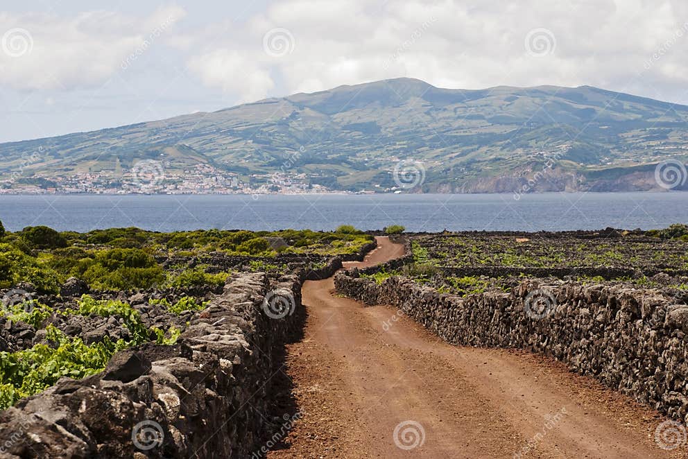 Azorean Vineyards stock photo. Image of culture, growing - 27207618