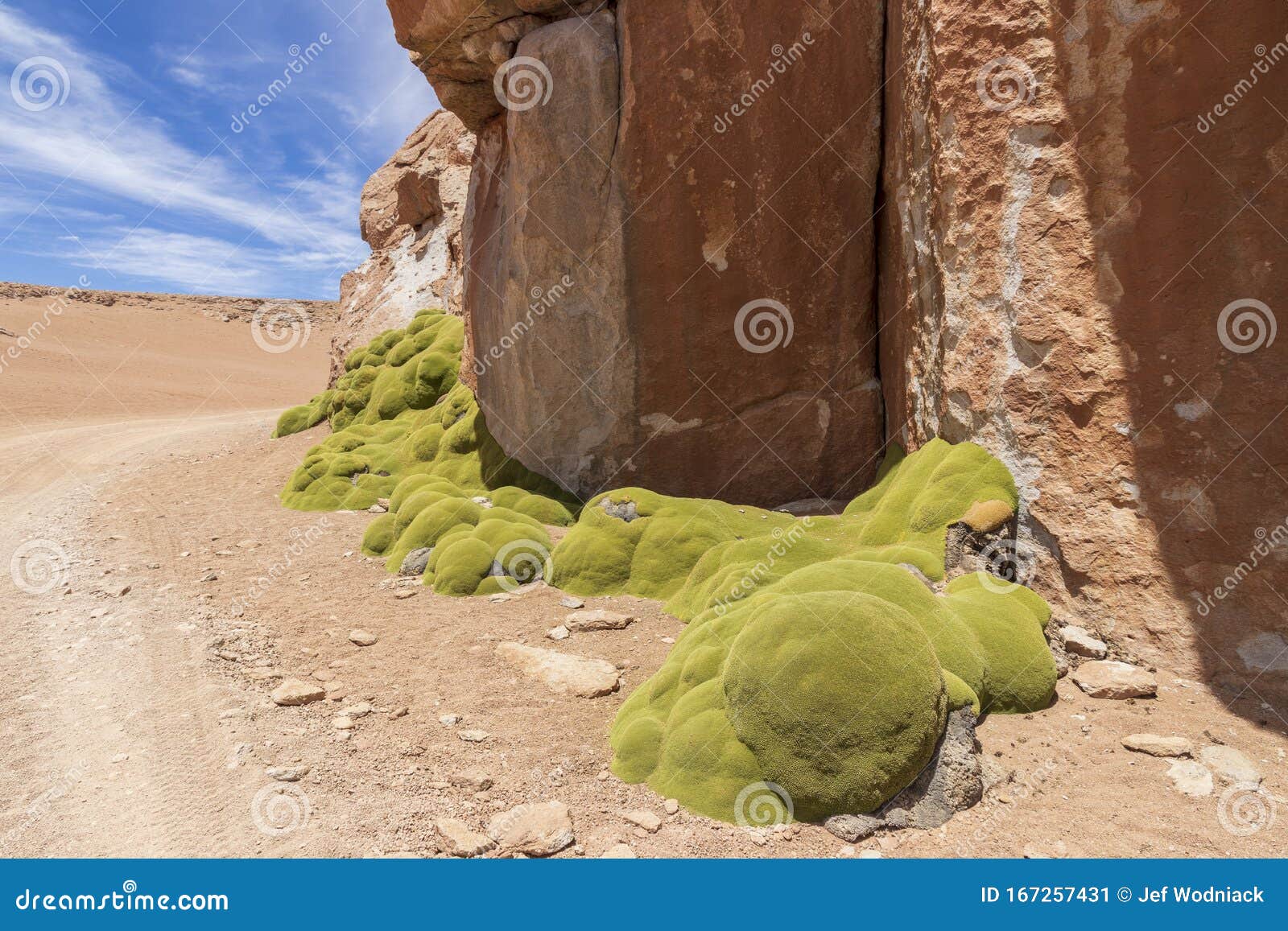 Azorella Compacta . Typical Moss of the Altiplano. Stock Image - Image ...