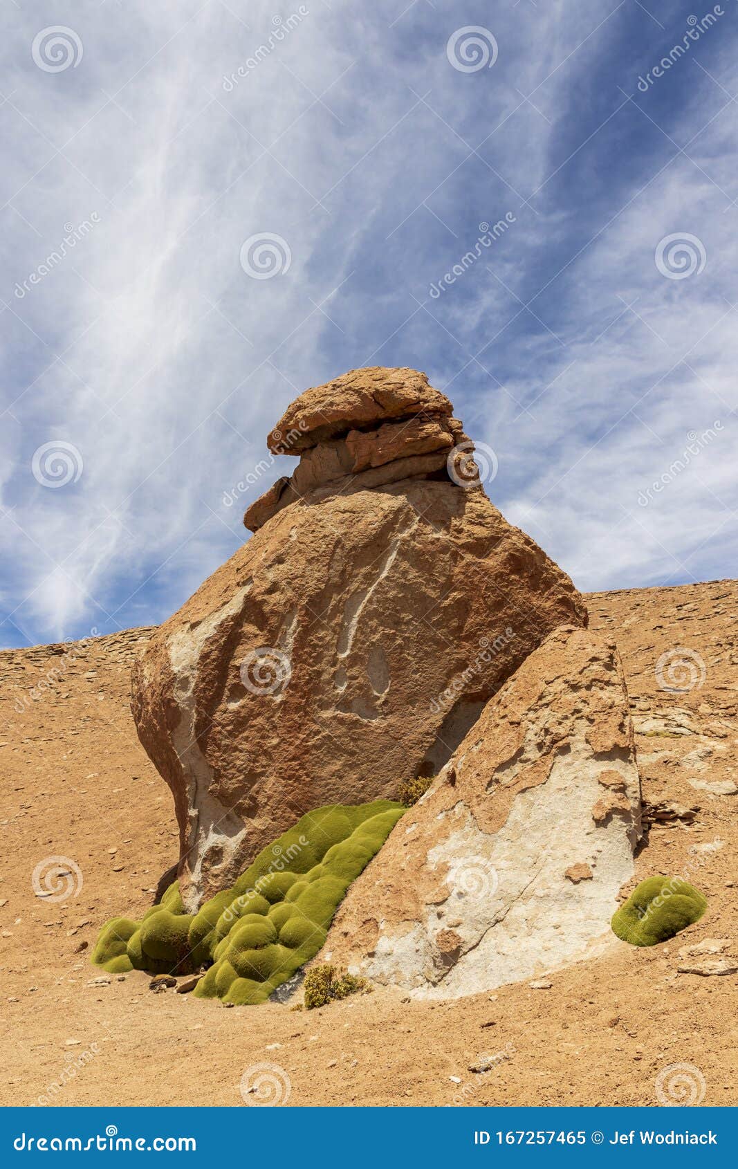 Azorella Compacta . Typical Moss of the Altiplano. Stock Image - Image ...