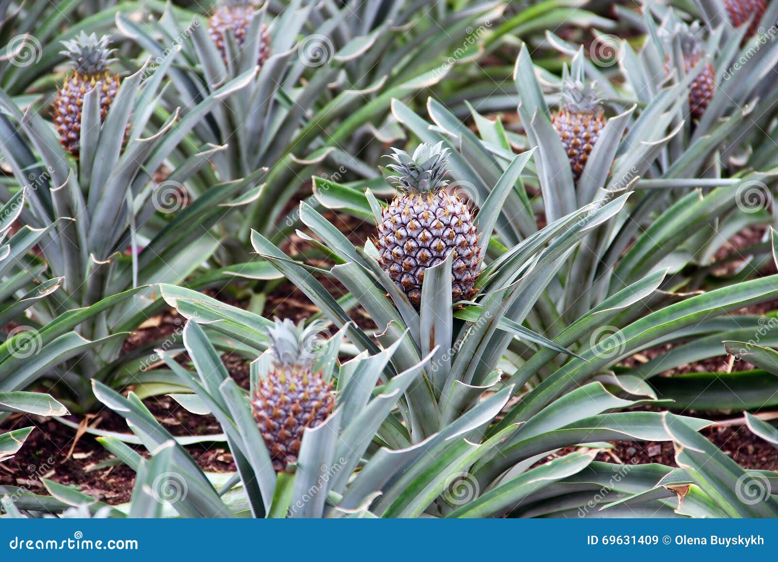 Azoren-Ananas stockbild. Bild von tropisch, blatt, gemüse - 69631409