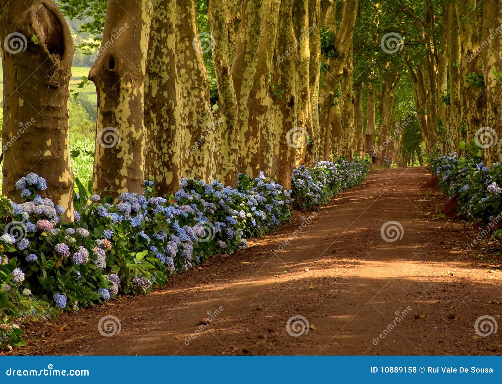 Azores stock photo. Image of glow, nature, countryside - 10889158