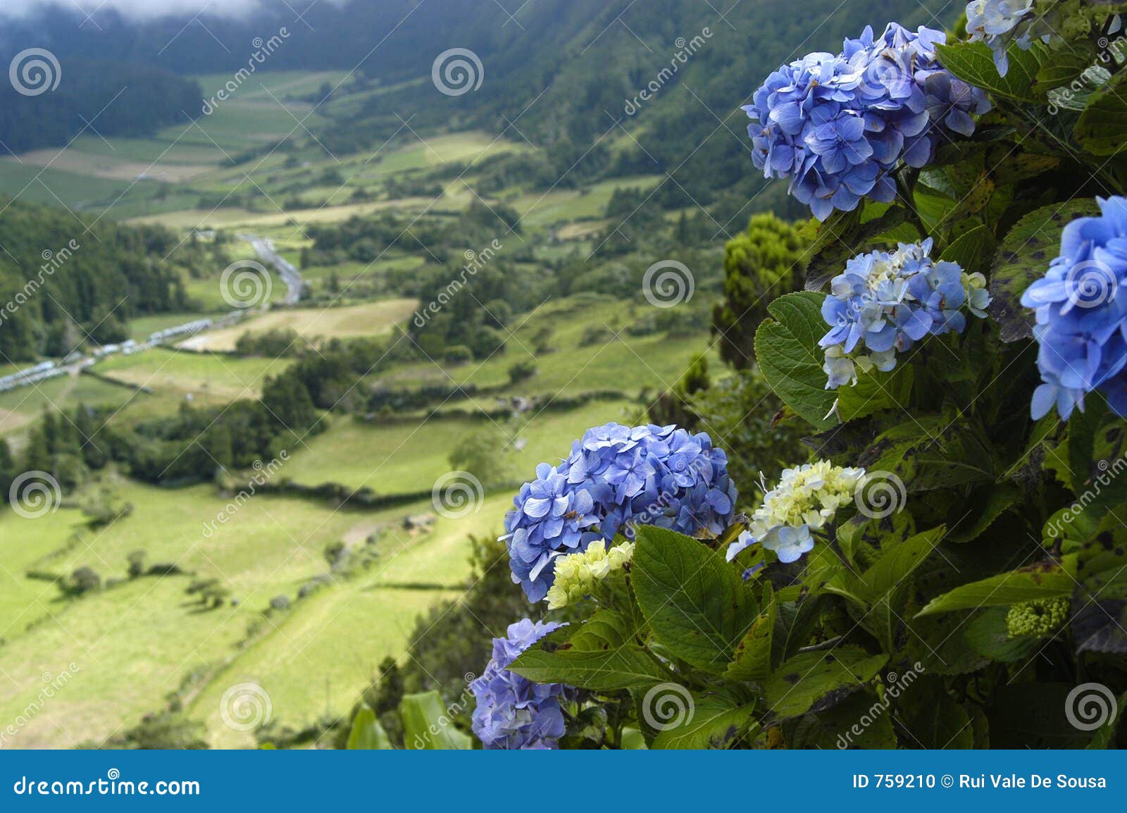 Azores stock photo. Image of trees, summer, head, flower - 759210