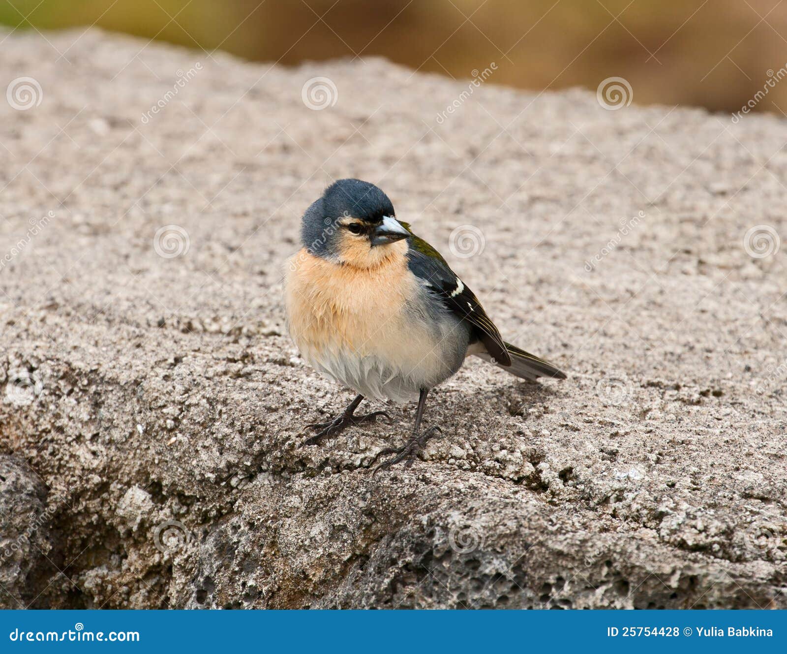 Azores Chaffinch (Fringilla Coelebs Moreletti) Stock Photo - Image of ...