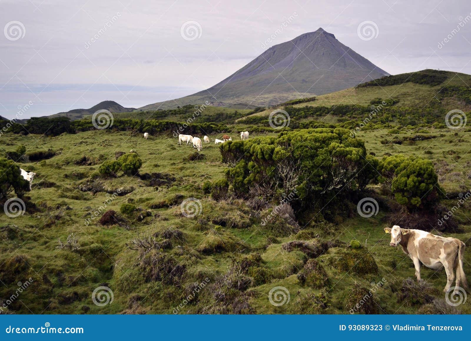 Azores cows on pasture stock image. Image of domestic - 93089323
