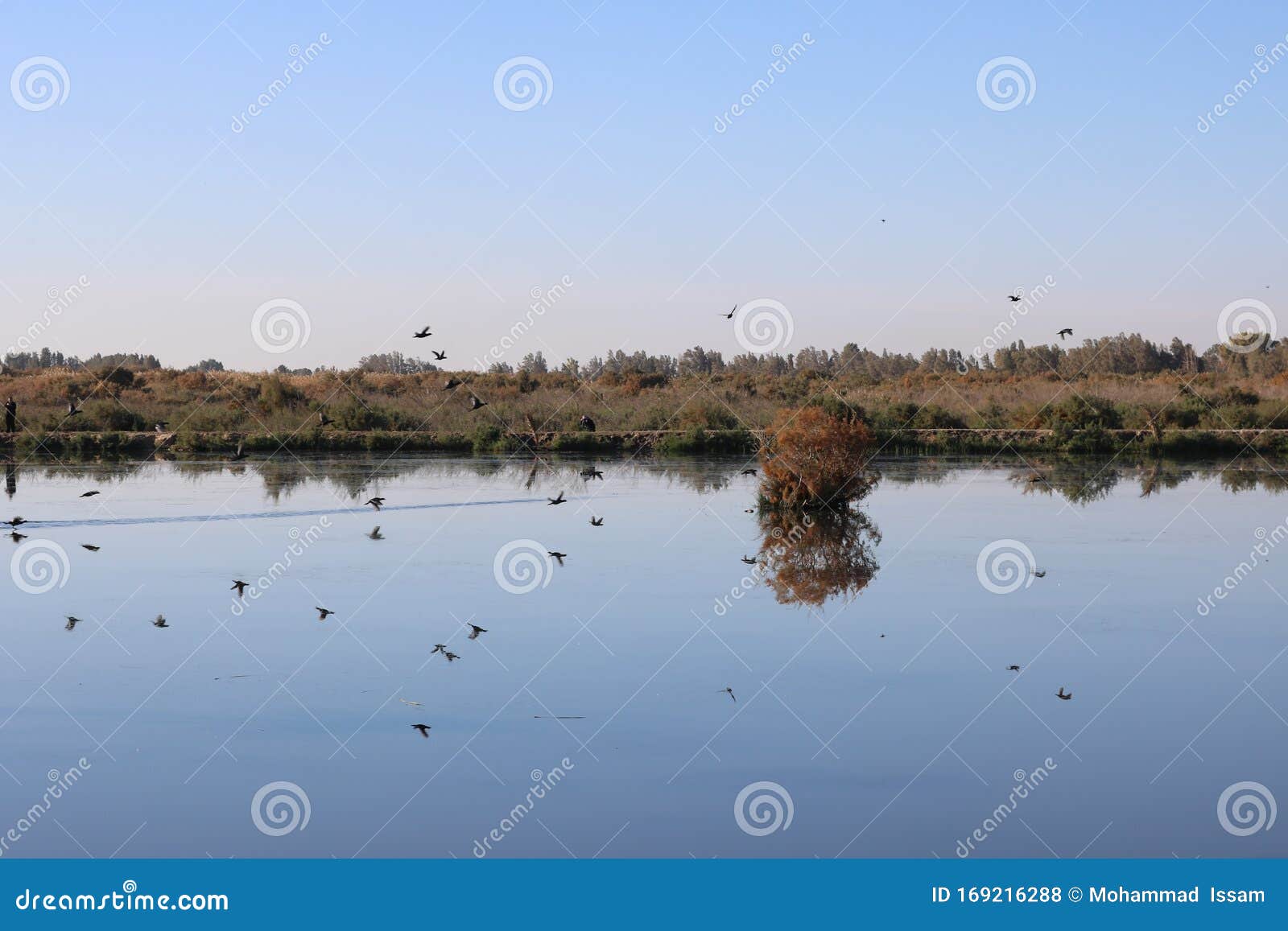 Azraq Wetland Reserve, Jordan Stock Image | CartoonDealer.com #260121097