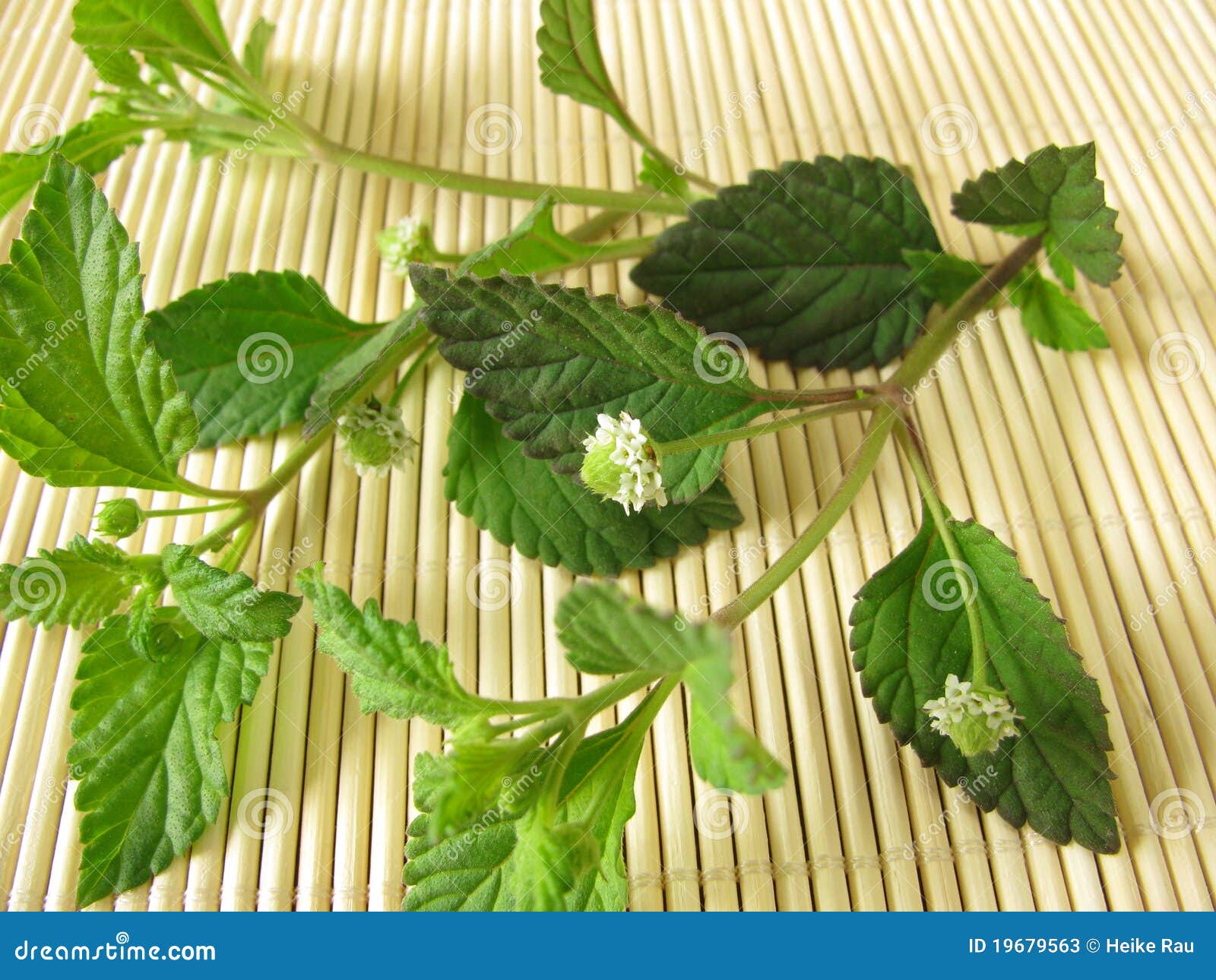 Aztec sweet herb stock image. Image of natural, substance - 19679563