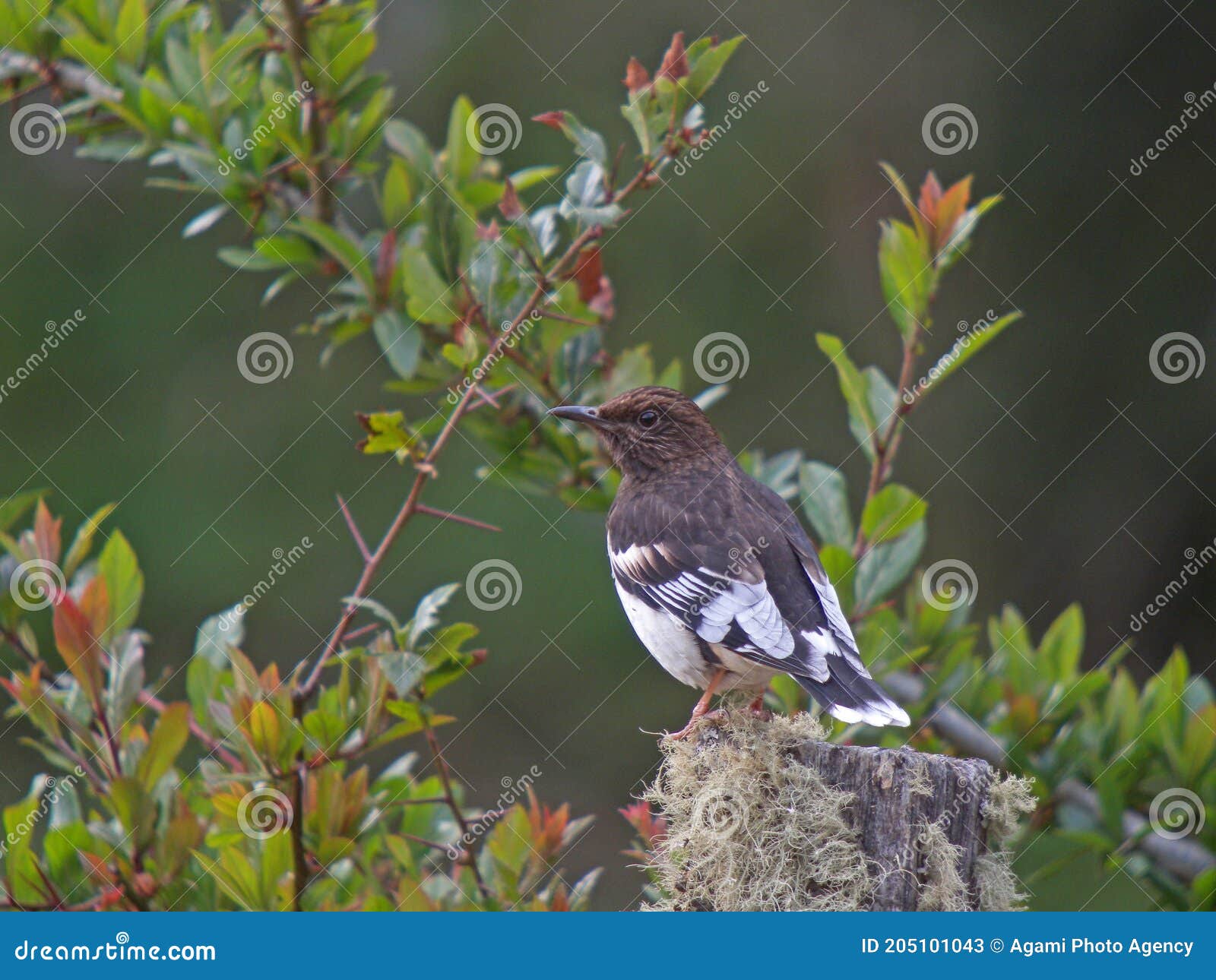 Aztec Thrush Stock Photos - Free & Royalty-Free Stock Photos from ...