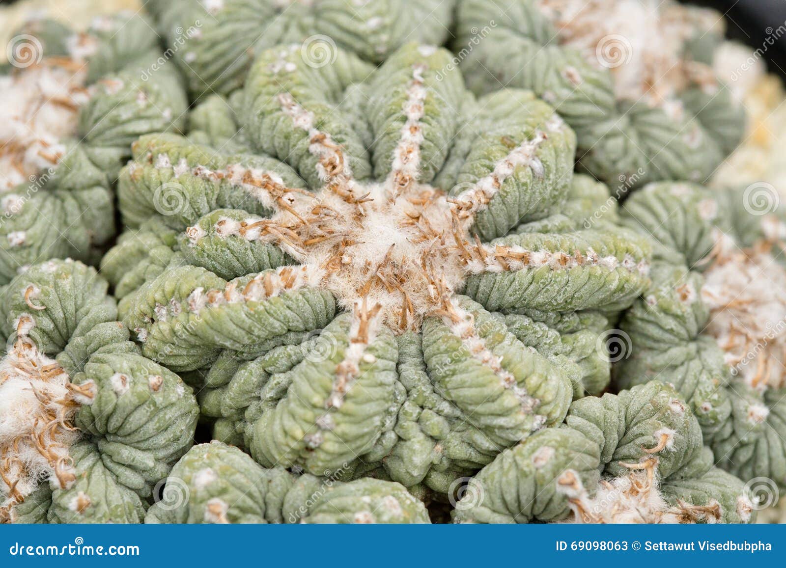 Aztekium Cactus Stock Photos - Free & Royalty-Free Stock Photos from ...
