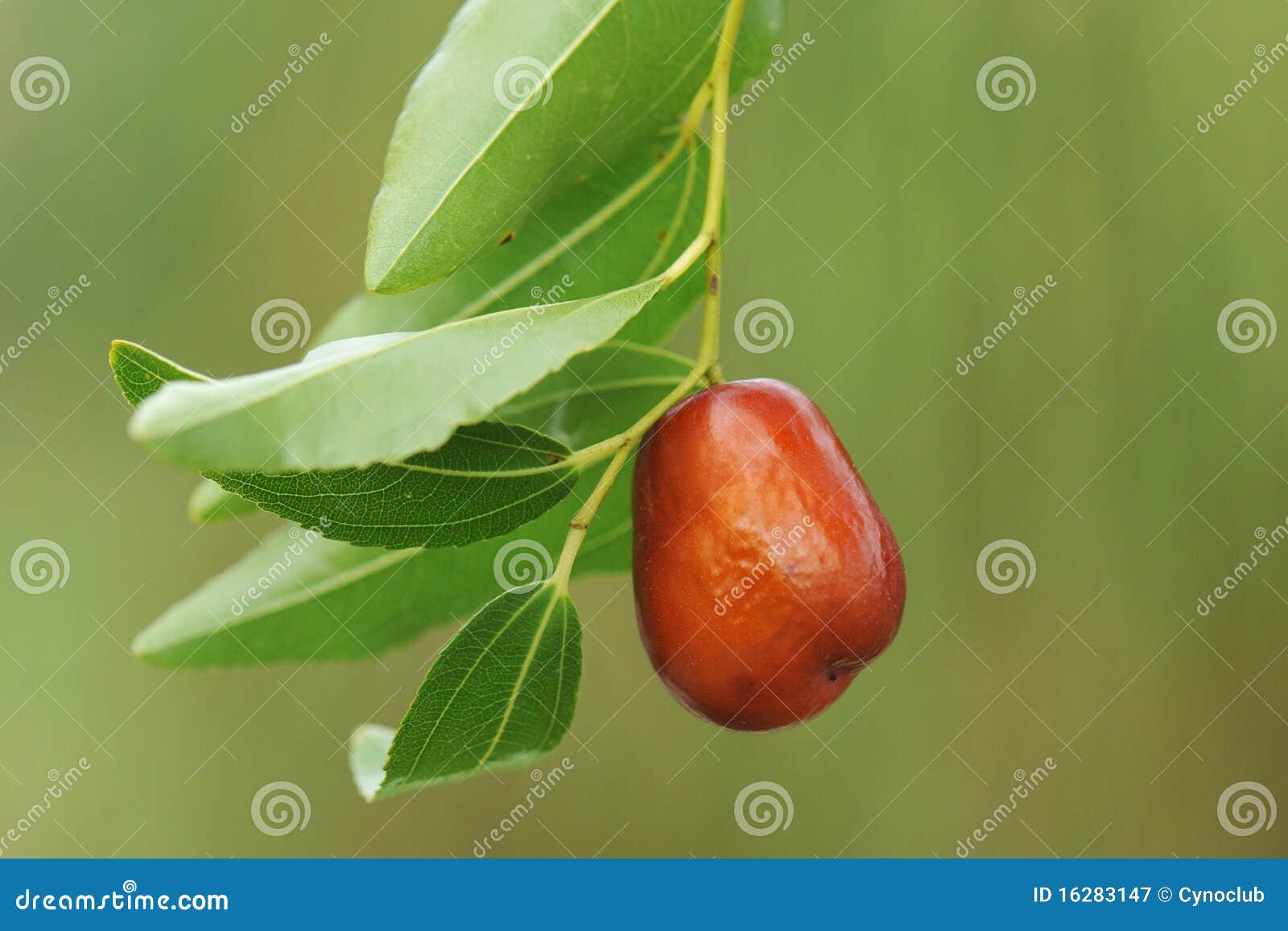 Azufaifa imagen de archivo. Imagen de alimento, crecimiento - 16283147