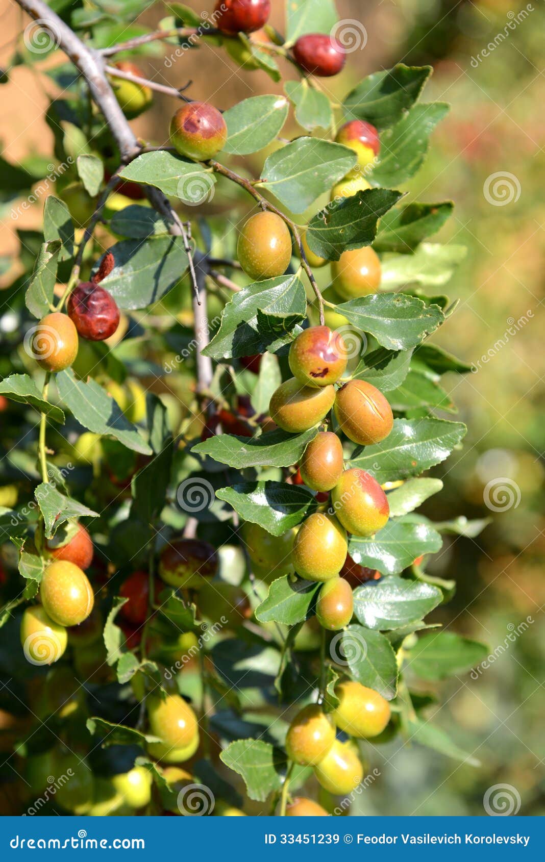 Azufaifa imagen de archivo. Imagen de alimento, secado - 33451239