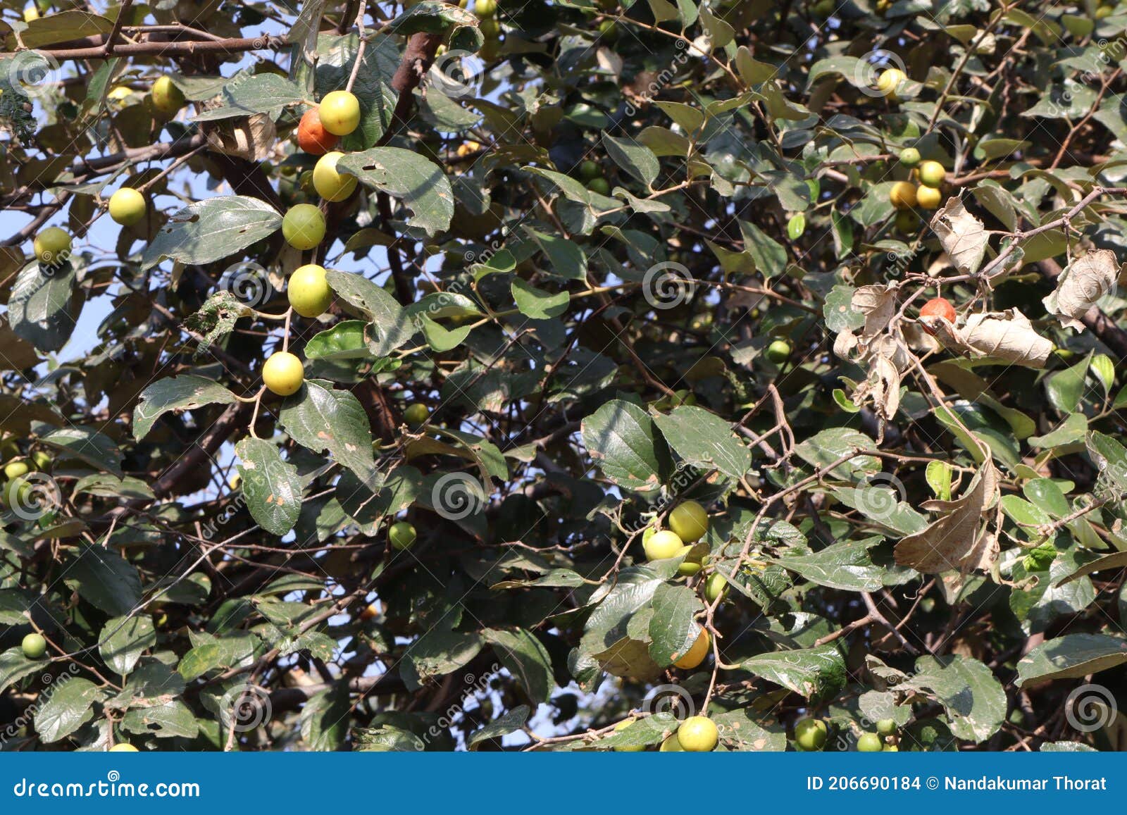 Azufaifa del árbol foto de archivo. Imagen de cubo, hoja - 206690184