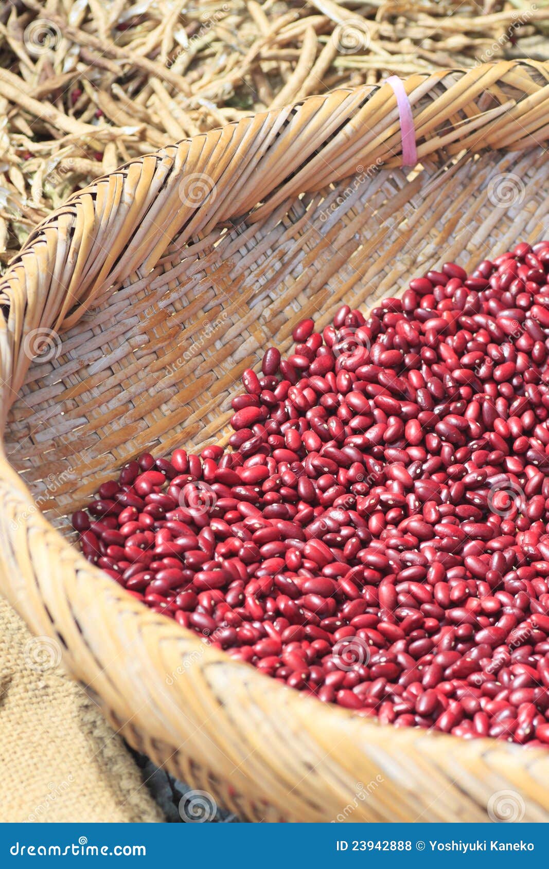 Azuki Bean , Red Bean stock photo. Image of nutritious - 23942888