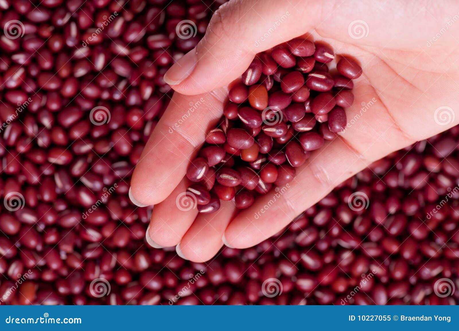 Azuki beans 2 stock image. Image of nutritious, culinary - 10227055