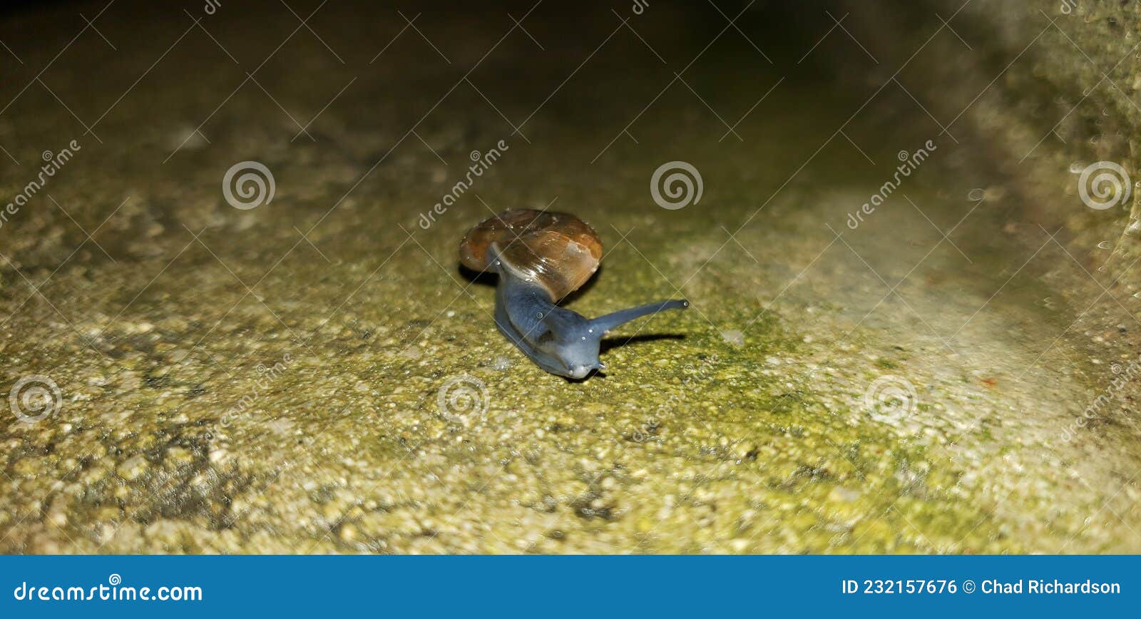 Azul-caracol foto de stock. Imagem de verde, réptil - 232157676