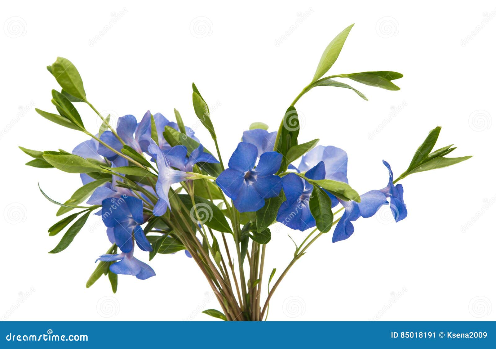 Azul da pervinca isolado imagem de stock. Imagem de azul - 85018191