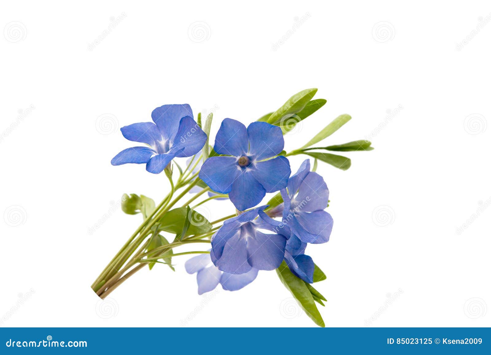 Azul da pervinca isolado imagem de stock. Imagem de nave - 85023125