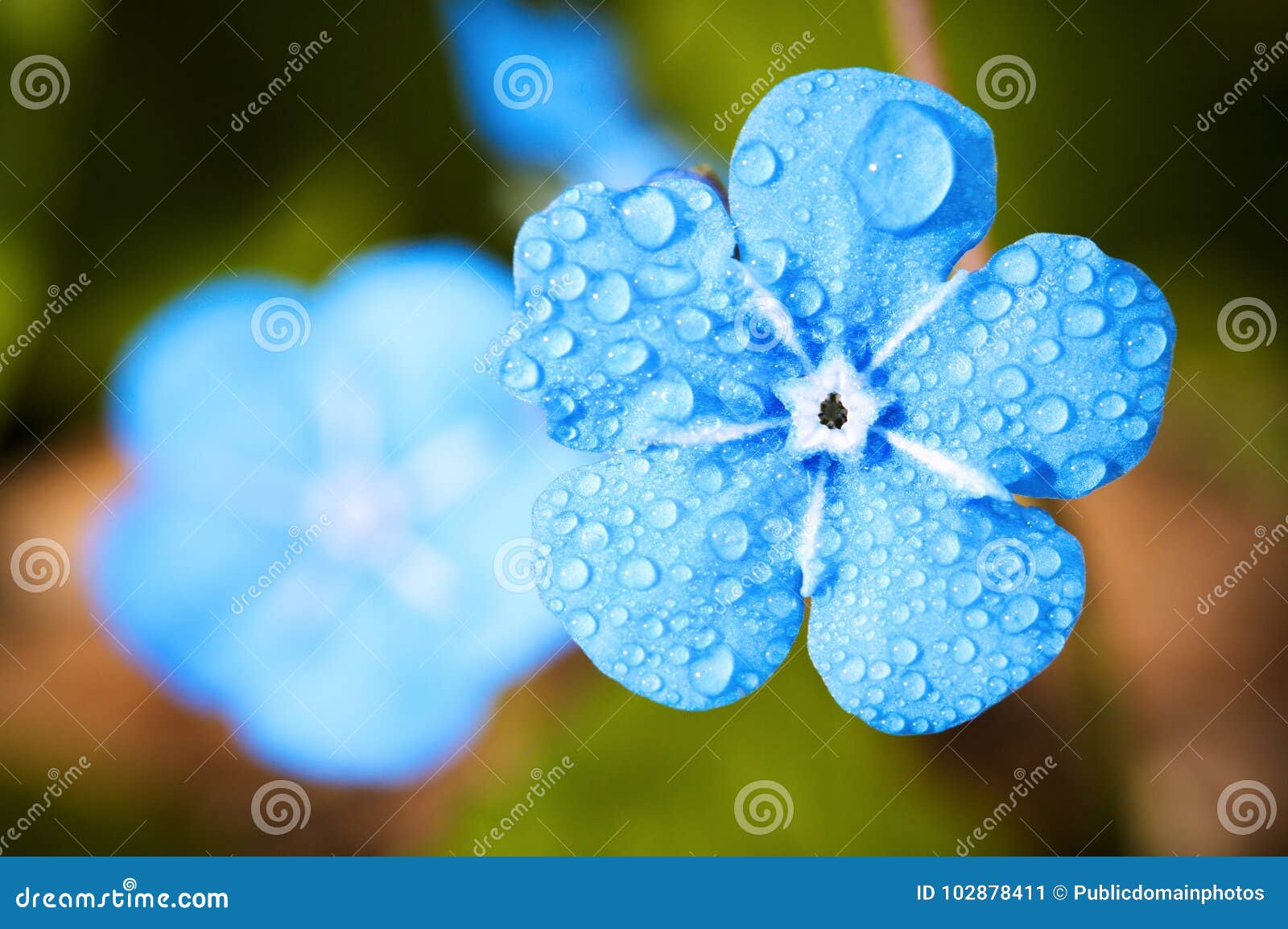 Azul, Flor, Fotografia Macro, Flora Imagem. Imagem: 102878411