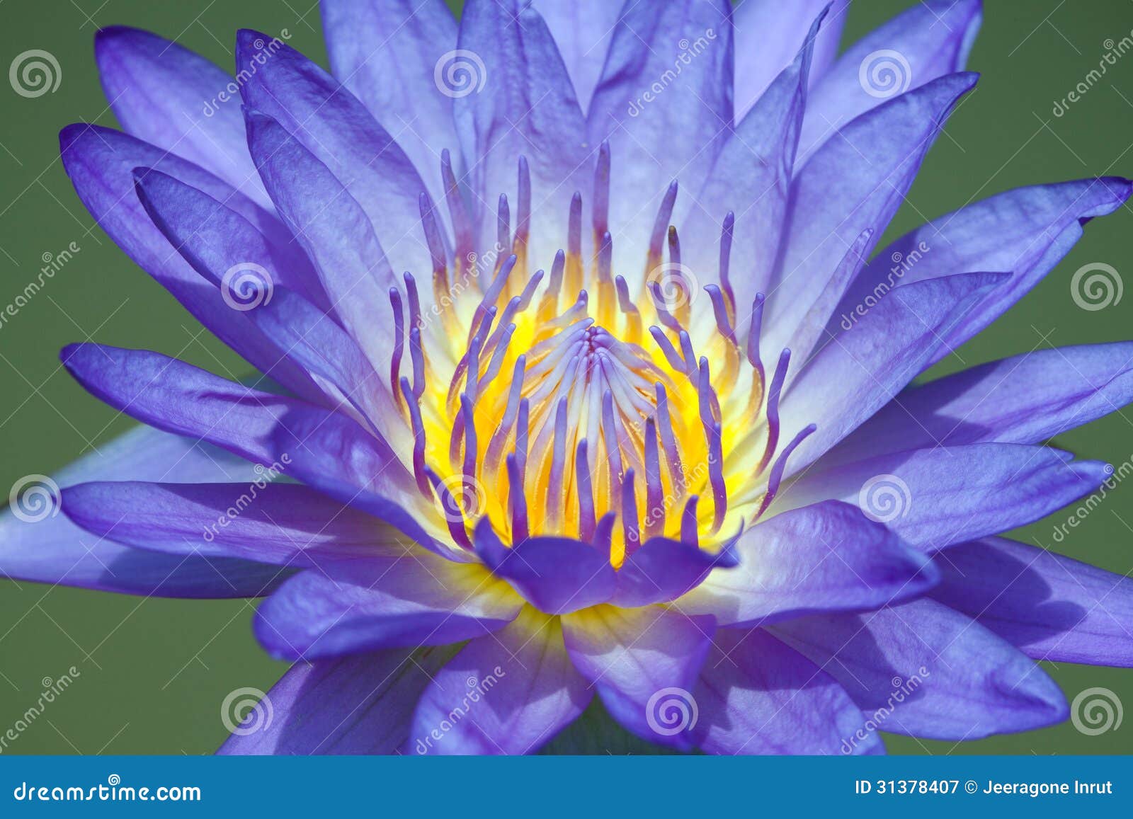 Azul Lotus Flower da flor imagem de stock. Imagem de cenas - 31378407