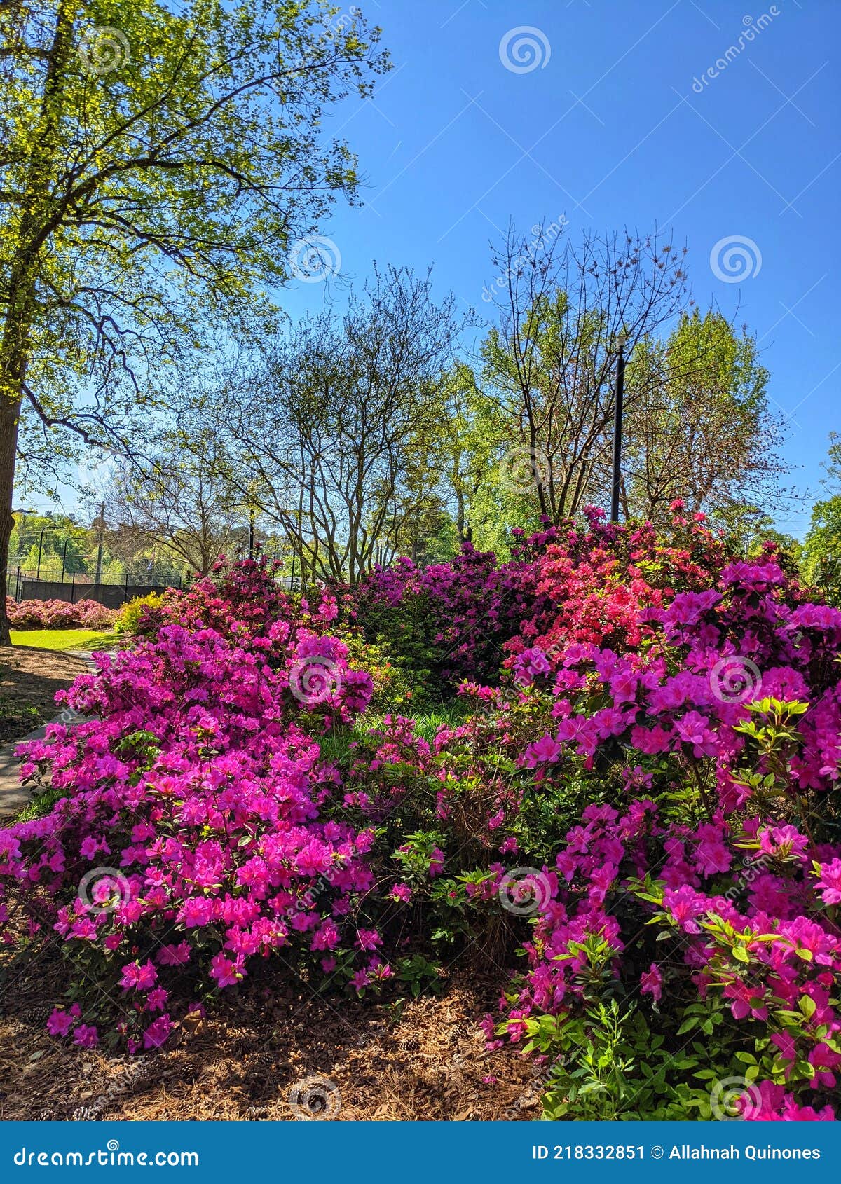 Azul Primavera Tiempo Cielos Imagen de archivo - Imagen de wildflower ...