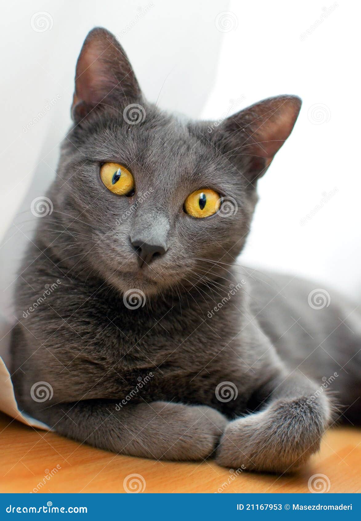 Azul ruso - gato sonriente imagen de archivo. Imagen de sonriente ...