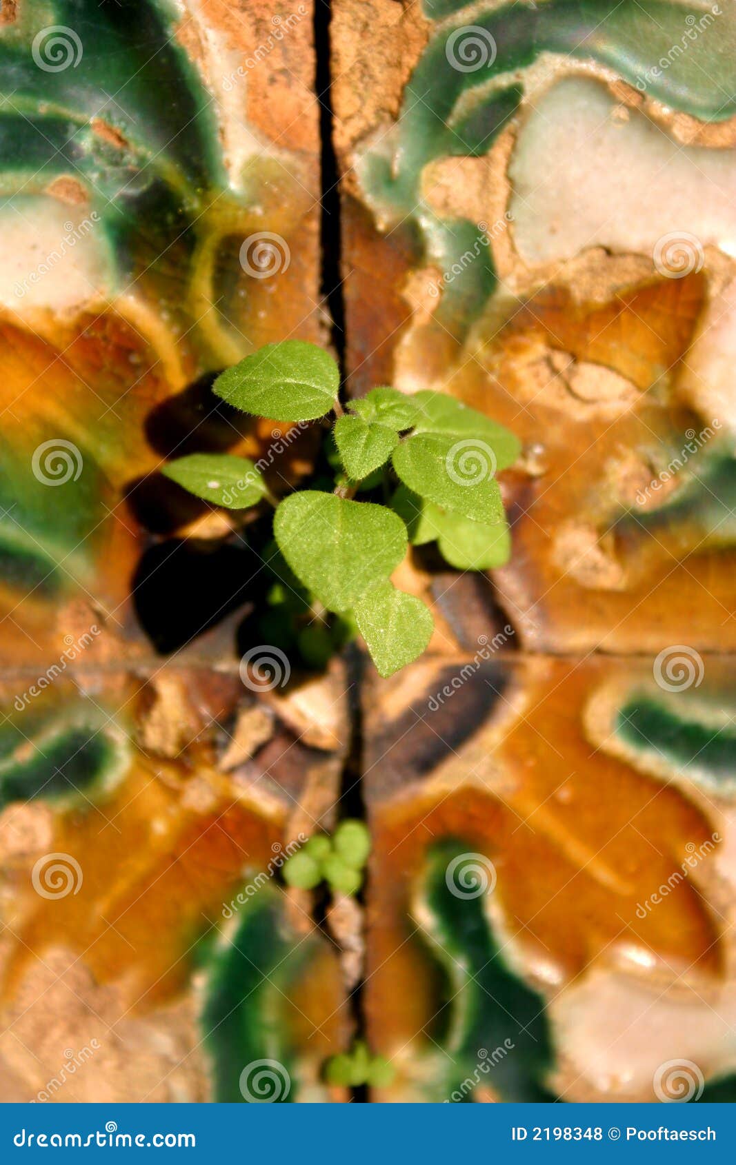 Azulejo stock photo. Image of leaf, seed, life, spear - 2198348