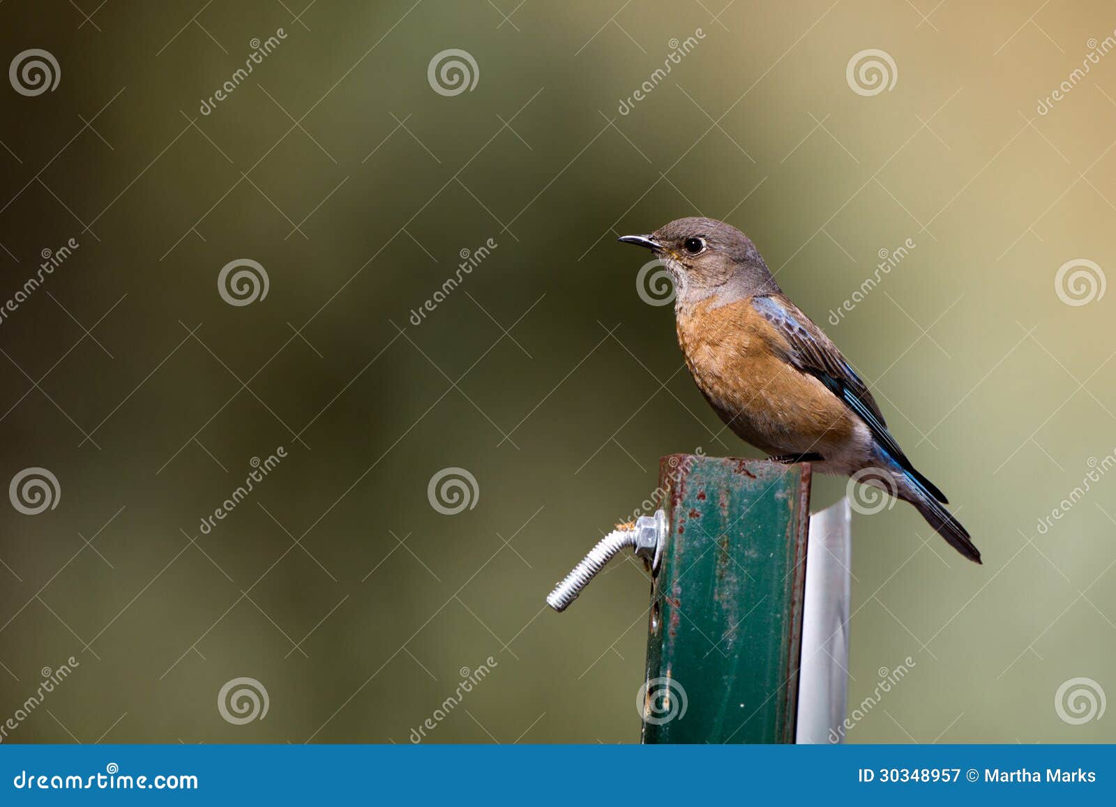 Azulejo Occidental, Mexicana Del Sialia Imagen de archivo - Imagen de ...