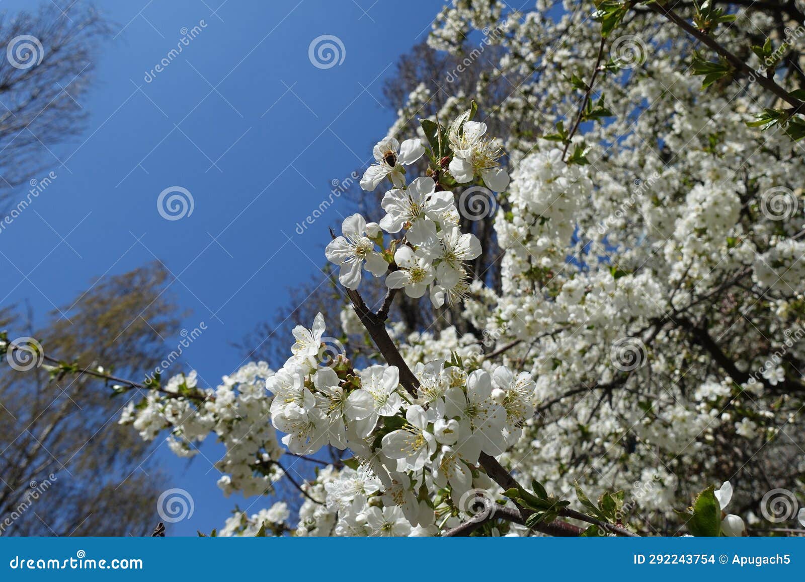 Azure Blue Sky and Flowers of Cherry in April Stock Photo - Image of ...