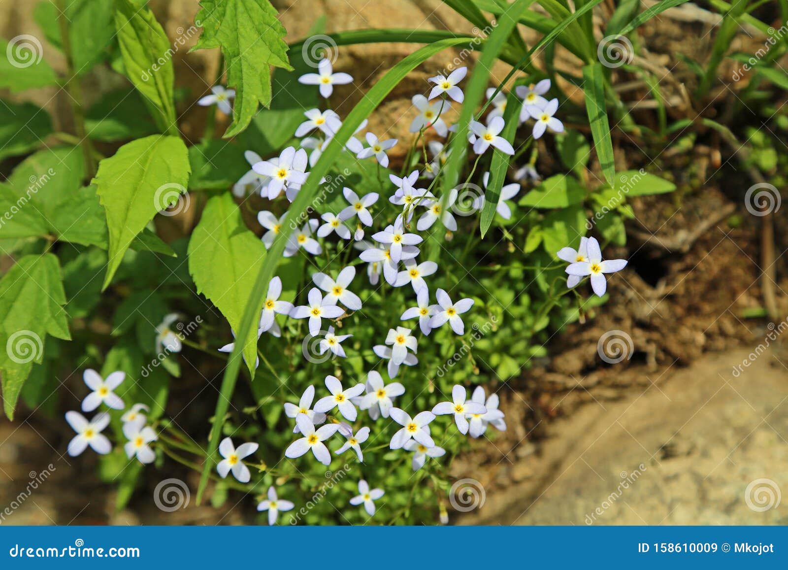 Azure Bluet stock image. Image of view, green, beautiful - 158610009