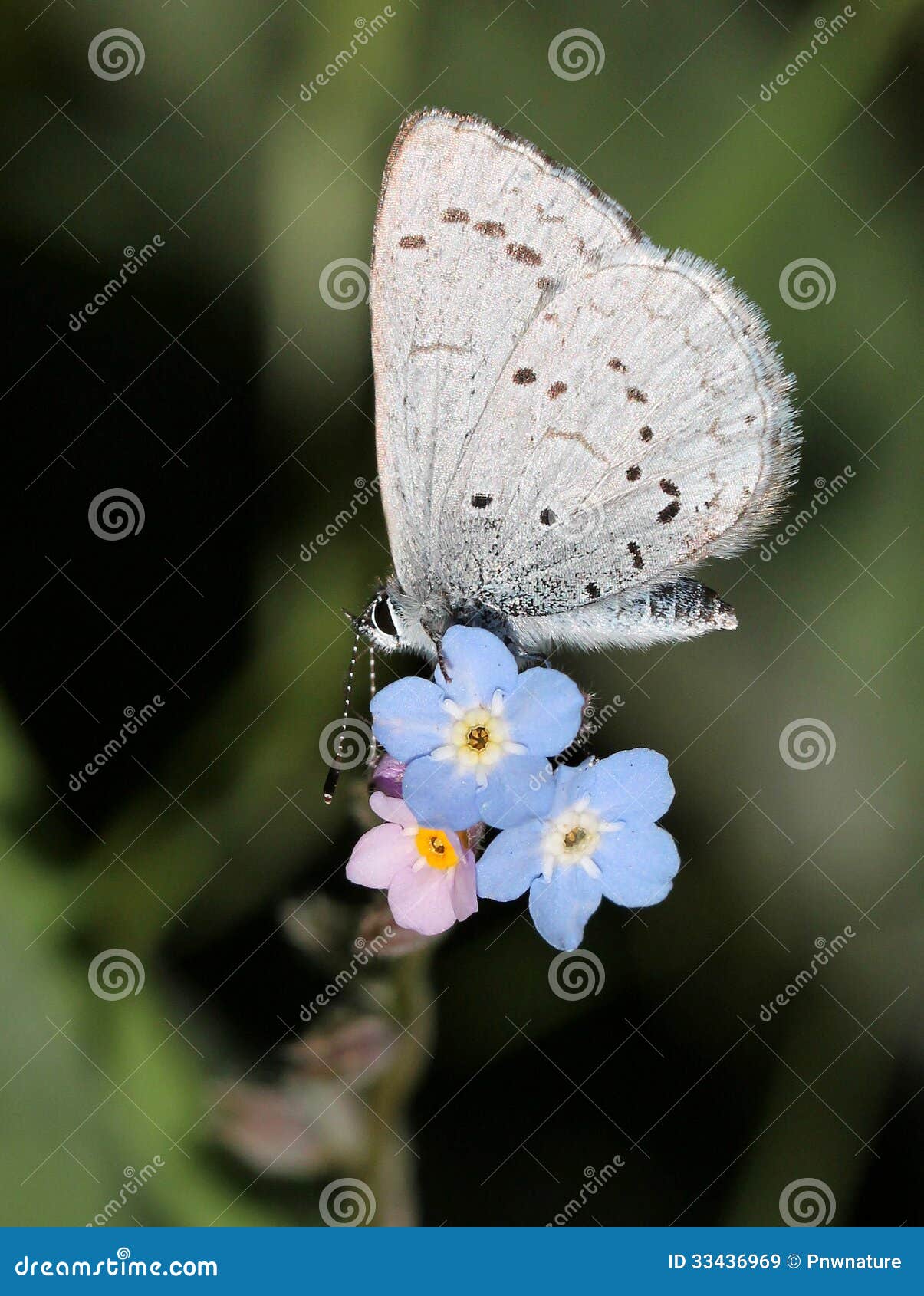 Azure Butterfly on Blue Flowers Stock Image - Image of insect ...