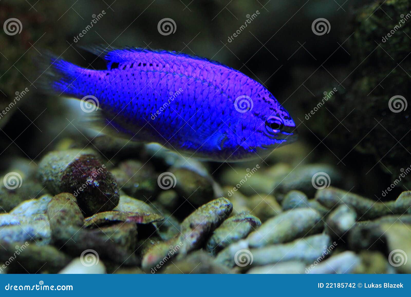 Azure damselfish stock photo. Image of ocean, damselfish - 22185742